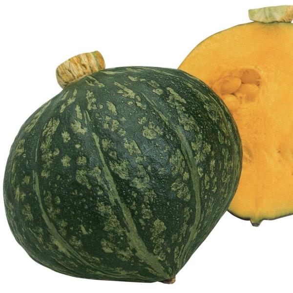 ●商品情報：ホクホク旨いとんがり南瓜。開花後約35日頃から収穫できる早生カボチャ。●果重（約）：1.2kg●お届け状態：種子●入り数の目安：10mlあたり約10〜25粒入り※品種により差があります。●発芽適温：25〜30℃※発芽させるには播...