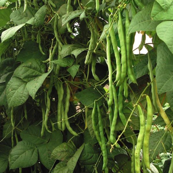 ●商品情報：低節位から着莢し、後半まで収量性の高い豊産性品種！ 丸莢のスジなしで、長さ21〜23cnほど。高温期はもちろん、低温少日照下でも安定して収穫できる優秀な品種です。●莢長（約）：21〜23cn●つるの有無：つるあり●お届け状態：種...