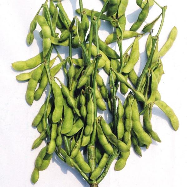 ●商品情報：茶毛の極早生枝豆。2〜3粒莢が多く、莢つきは抜群。やや低草丈。●早晩性：極早生●お届け状態：種子●入り数の目安：30mlあたり約60〜90粒※品種により差があります。。●発芽適温：20〜30℃※発芽させるには播種床を上記の温度に...