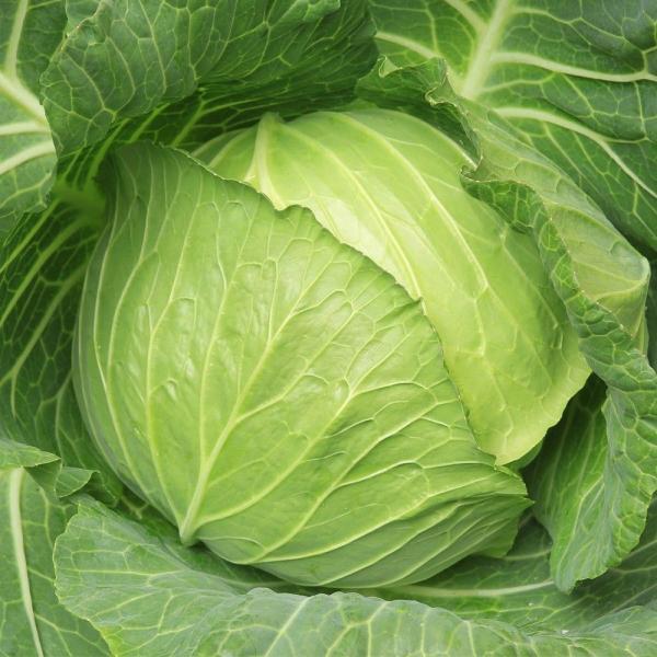 ●商品情報：結球＆肥大良好な秋どり春キャベツ！ 鮮緑色葉は柔らかで歯ざわり抜群。●球重（約）：1.2〜1.3kg●早晩生：早生※種まきから定植まで約30日●お届け状態：種子●入り数の目安：5mlあたり約700〜1000粒入り※品種により差が...