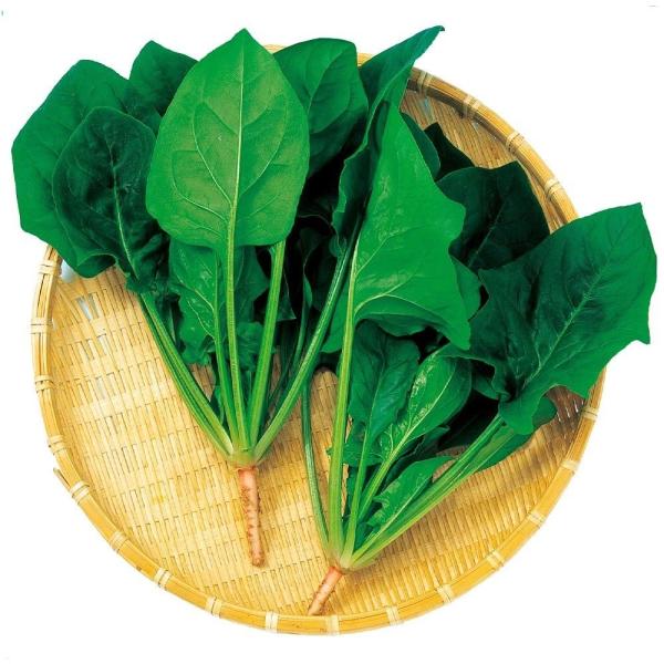 ●商品情報：極濃緑色の春夏まきほうれん草。草勢強く、耐暑性に優れます。●耐病性：ベと病抵抗性●お届け状態：種子●入り数の目安：50mlあたり約800〜2000粒入り※品種により差があります。●発芽適温：15〜20℃※発芽させるには播種床を上...