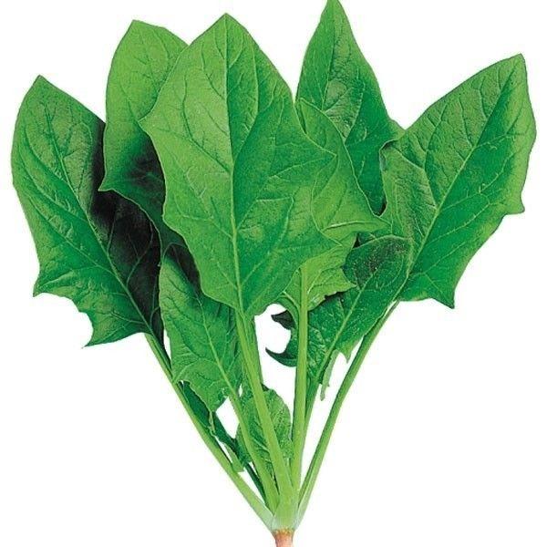 ●商品情報：葉は鮮緑色で光沢ありアク、エグみが少ないのでサラダにぴったりのほうれん草！ 草姿は極立性で葉型は切れ込みが浅く入ります。●耐病性：ベと病レース1〜4抵抗性●お届け状態：種子●入り数の目安：50mlあたり約800〜2000粒入り※...