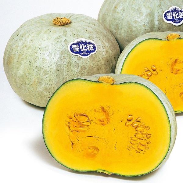 ●商品情報：淡黄色の果肉は茹でると鮮やかな黄色になり、ホクホクの強粉質で旨いカボチャ! 　開花後約50日で粉質度が最高潮に達します。収穫直後より1か月後の方が甘くて美味しく、約3か月間の長期貯蔵も可能です。●果重（約）：2.1〜2.4kg●...