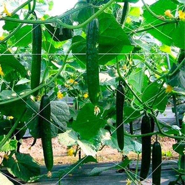 ●商品情報：露地栽培の4・5・6・7月と、蒔き時期をずらすことで6〜10月までず〜っと途切れなく収穫できる！　安定した雌花着生率で果実の肥大も早く、びっくりするほどたくさん実る豊産性。暑さ・病気にも強い、超優秀キュウリ！※ズッキーニ黄斑モザ...