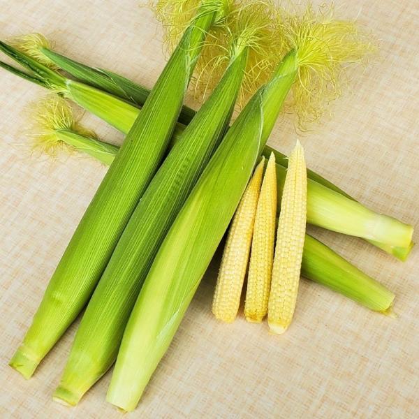 ●商品情報：ベビーコーン専用トウモロコシ！！ 主茎から最大7果、分げつ部分も合わせれば最大10果以上のベビーコーンが1株から収穫できる多収型品種！ 通常のトウモロコシを若穫りしたものより形もよく、食味に非常に優れ、薄皮やヒゲも丸ごと美味しく...
