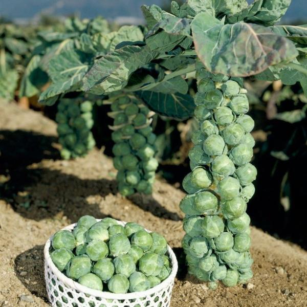 ●商品情報：強勢で耐暑性抜群なので育てやすい早生キャベツ。締まりの良い球形果は、低温・高温結球性に優れ、内部までしっかり色づき食味も最高。直径2.5cmの大きさが収穫に最適で、1株より90球ほど収穫できます!!●早晩生：早生※種まきから定植...