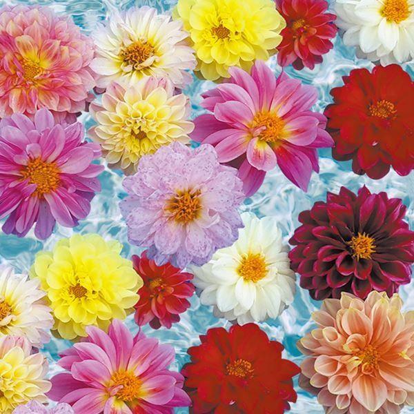 ●商品情報：花色・花形が豊富で選択肢が多いのが魅力。花壇や切花で存在感抜群!花後切り戻すと、秋にもう一度咲かせてくれる場合があります。●お届け状態：種●分類：多年草●花期(約)：6〜10月●草丈(約)：80cm●備考：※種子の粒数はおおよそ...