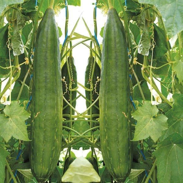 ●商品情報：へちまたわしに   ●分類：1年草   ●花期：7〜9月   ●草丈：つる性   ●備考・ご注意：※種子の粒数はおおよその目安を記載しております。実際の粒数とは多少差異がありますのでご了承下さい。また、粒の形状・大きさは、採種地...