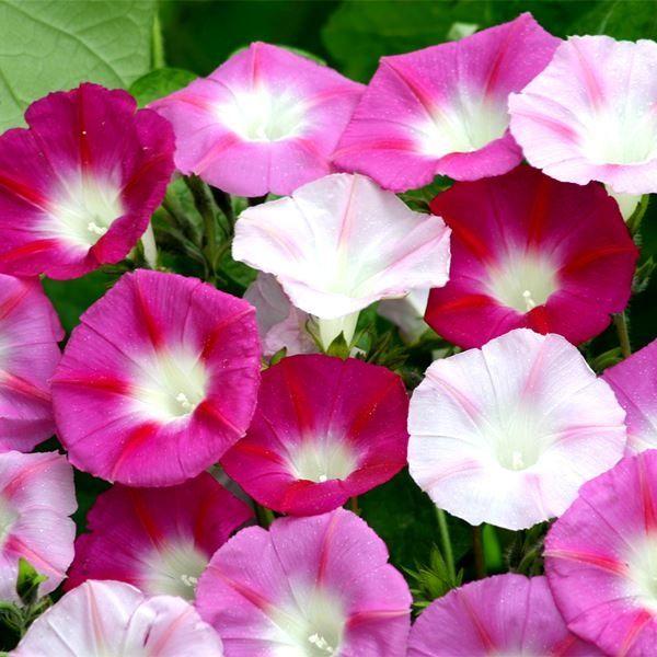 ●商品情報：夏から秋にかけて緑のカーテンとして大活躍!!花の模様が美しい西洋朝顔は晩夏から霜が降りるまで開花します。●分類：1年草●花期 (約)：9〜10月●草丈(約) ：つる性●備考：※種子の粒数はおおよその目安を記載しております。実際の...