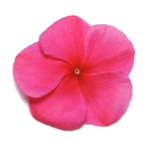 ●商品情報：花径約５ｃｍの大輪日々草!!暑さ・乾燥に強く元気に咲き続けます。●分類：1年草●花期 (約)：6〜10月●草丈(約) ：20cm●備考：※種子の粒数はおおよその目安を記載しております。実際の粒数とは多少差異がありますのでご了承下...