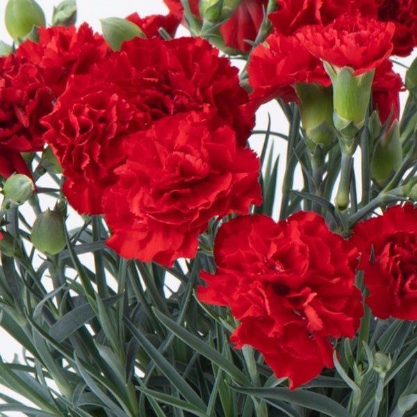 ●商品情報：真紅の花びらが美しい●お届け状態：種●分類：多年草●花期(約)：6〜8月●草丈(約)：60cm●備考：※種子の粒数はおおよその目安を記載しております。実際の粒数とは多少差異がありますのでご了承下さい。また、粒の形状・大きさは、採...