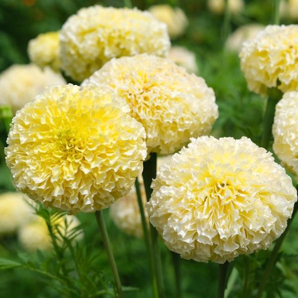 ●商品情報：花径約8cmの大輪の白花で、こんもりとしたボール状の花が可愛い!耐病性・耐暑性にも優れ、夏〜晩秋まで楽しめます。無臭で、花首硬く良く伸びるので、切花やアレンジメントなどにもピッタリです。   ●お届け状態：種子   ●分類：1年...