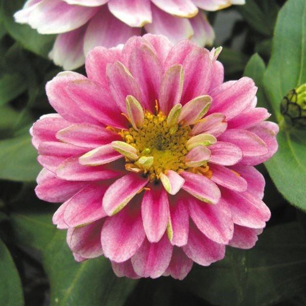 ●商品情報：暑さ・病気に強いザハラシリーズの八重咲き種。高級感と優しい雰囲気を持つ色合いで人気です。花径4〜5cm。●お届け状態：種●分類：1年草●花期(約)：7〜10月●発芽適温：18〜23℃●草丈(約)：30〜50cm●備考：※高温下で...