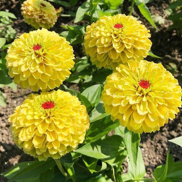 ●商品情報：パステルカラーがユニークな八重咲き品種。花径6〜8cmで上向きに咲き、分枝性にも優れます。※栽培環境により一重咲きになる場合があります。●お届け状態：種●分類：1年草●花期(約)：7〜10月●発芽適温：18〜23℃●草丈(約)：...