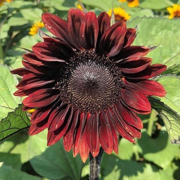 切花農家も愛用！プロカットシリーズ！●商品情報：鮮やかな赤色が人気！茎が丈夫で長く、枝分かれもあまりしないので、切花に重宝される「プロカットシリーズ」は切花農家も愛用している優秀品種ばかりです。●お届け状態：種子   ●分類：1年草   ●...