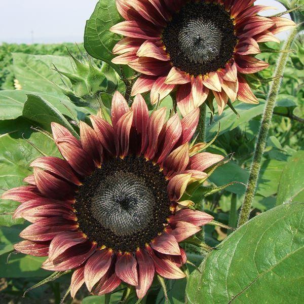 ●商品情報：落ち着いたチェリーカラーが人気の極早生種。嬉しい無花粉です。   ●お届け状態：種子   ●分類：1年草   ●開花期(約)：7〜9月   ●草丈(約)：150cm   ●発芽適温(約)：20〜25℃   ●用途：庭・鉢・切花 ...