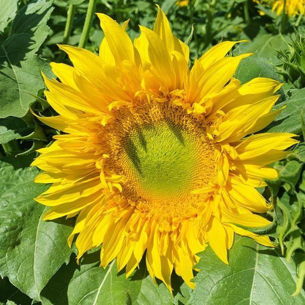 ●商品情報：花芯が緑色の半八重咲き。よく分枝し、切花・花壇に。   ●お届け状態：種子   ●分類：1年草   ●開花期(約)：7〜10月   ●草丈(約)：150cm   ●花径(約)：10〜15cm   ●発芽適温(約)：20〜25℃ ...