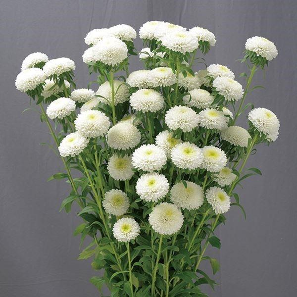 ●商品情報：花径約5cmの可愛らしいポンポン咲きアスター。無摘芯でも上部で分枝してくれるので、手間なくボリュームのある花姿に!切花に最高です。   ●お届け状態：種子   ●分類：1年草   ●開花期(約)：7〜8月   ●草丈(約)：50...