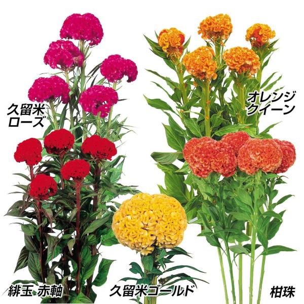 ●セット内容緋玉　赤軸柑珠オレンジクイーン久留米ゴールド久留米ローズ各1袋●商品情報：ベルベットのような質感を持つ最高級の久留米ケイトウ。まんまるな花姿が大人気！●お届け状態：種子●分類：1年草●開花期(約)：6〜10月●草丈(約)：50〜...