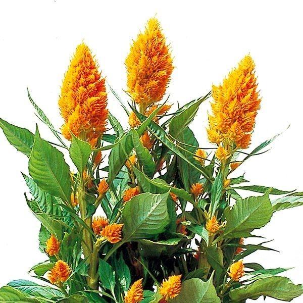 ●商品情報：八千代型の純黄色種。耐暑性強く切花・花壇用として活躍。   ●お届け状態：種子   ●分類：1年草   ●開花期(約)：6〜10月   ●草丈(約)：50〜60cm●発芽適温(約)：20〜25℃   ●備考・ご注意：※種子の粒数...