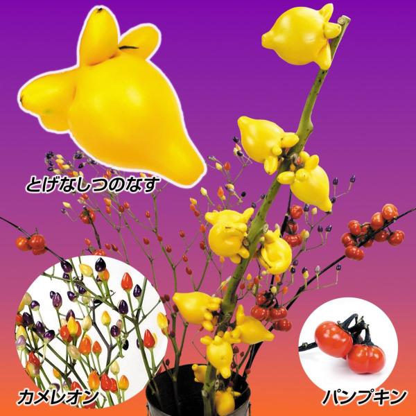 セット内容とげなしつのなす(ソラナム) 1袋パンプキン(ソラナム) 1袋カメレオン(観賞用トウガラシ) 1袋●商品情報：飾って、かわいい楽しい観賞用果実のセット。とげなしつのなす(ソラナム)：キツネのような顔がユニーク。パンプキン(ソラナム...