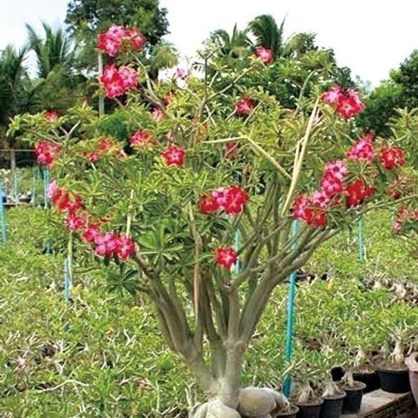 ●商品情報：株元がぷっくり膨らむユニークな多肉植物。「砂漠のバラ」と呼ばれ日当たりがよく乾燥した環境を好む。●発芽適温：25℃●開花時期：春〜秋●草丈：50〜100cm●分類：常緑低木●用途：鉢植え ●備考：※写真はイメージです。花色には色...