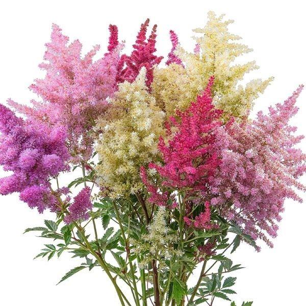 ●商品情報：赤・白・ピンクなどのカラフルな花を咲かせるミックス。草丈高く、寄せ植えに最適。●発芽適温：25℃●開花時期：5〜8月●草丈：75〜85cm●分類：多年草●用途：庭・鉢・切り花 ●備考：※種子の粒数はおおよその目安を記載しておりま...