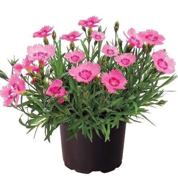 ●商品情報：芳香性のある可愛らしい美色花を、次々と長期間咲かせてくれます。●発芽適温：15〜20℃●開花時期：5〜7月●草丈：20〜30cm●分類：多年草●用途：庭・鉢・切花●備考：※種子の粒数はおおよその目安を記載しております。実際の粒数...