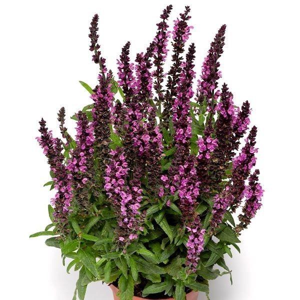 ●商品情報：春から夏まで長く咲き続け、暑さ・寒さに強いスペルバシリーズ!! 強健で育てやすく、ほとんど手間がかからないありがたい品種です。●発芽適温：20〜25℃●開花時期：夏〜秋●草丈：30〜50cm●分類：多年草●用途：庭・鉢●備考：※...