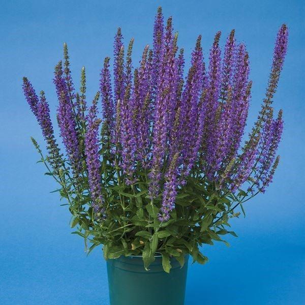 ●商品情報：春から夏まで長く咲き続け、暑さ・寒さに強いスペルバシリーズ!! 強健で育てやすく、ほとんど手間がかからないありがたい品種です。●発芽適温：20〜25℃●開花時期：夏〜秋●草丈：30〜50cm●分類：多年草●用途：庭・鉢●備考：※...