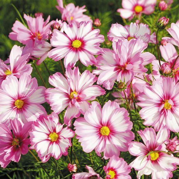 ●商品情報：白とローズピンクの花弁のピコティ咲コスモス。花芯まわりのパープルレッドも美しい。早生。●発芽適温：15〜20℃●開花時期：7〜10月●草丈：60〜70cm●分類：1年草●用途：庭・鉢・切花●備考：※種子の粒数はおおよその目安を記...