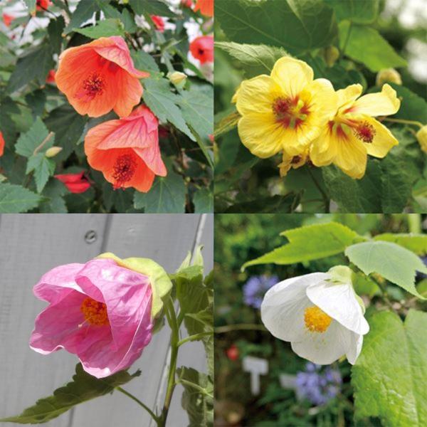 ●商品情報：下垂気味に長期間咲く花が魅力!!３株のアブチロンを無選別・名称無しでお届け。   ●お届け状態：ポット苗   ●開花期：6〜9月   ●日照：日向   ●耐寒性：中   ●栽培適地：鉢