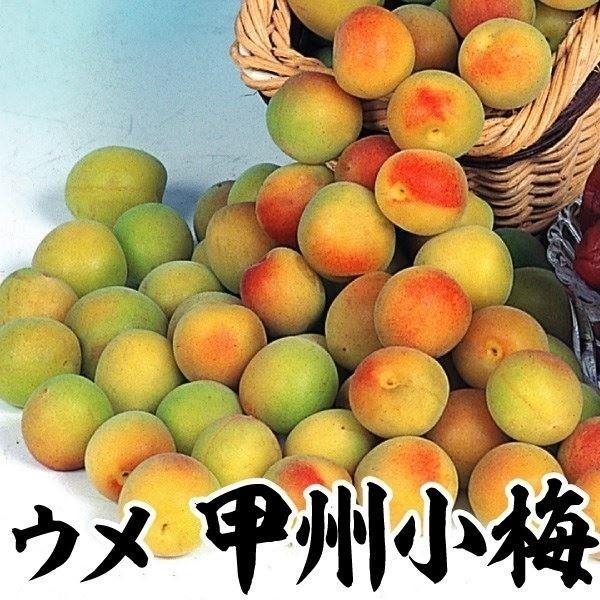 ●商品情報：梅の受粉樹用に人気が高い。梅干しとしても利用できます。5g前後の小粒。●お届け状態：接木1年生根巻苗●分類：落葉樹●実の収穫期(約)：5月下旬●生長後の樹高(約)：2.5〜3m●耐寒性：強●日照：日なた●栽培適地：庭・鉢●栽培ポ...