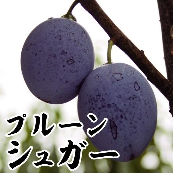 ●商品情報：名の通り大変甘〜いプルーン！果重約40gの中玉。●お届け状態：接木1年生根巻苗●分類：落葉樹●実の収穫期：8月中旬〜●耐寒性：強/寒冷地でも地植えOK●日照：日なた●栽培適地：庭・鉢●栽培ポイント：1本で実る
