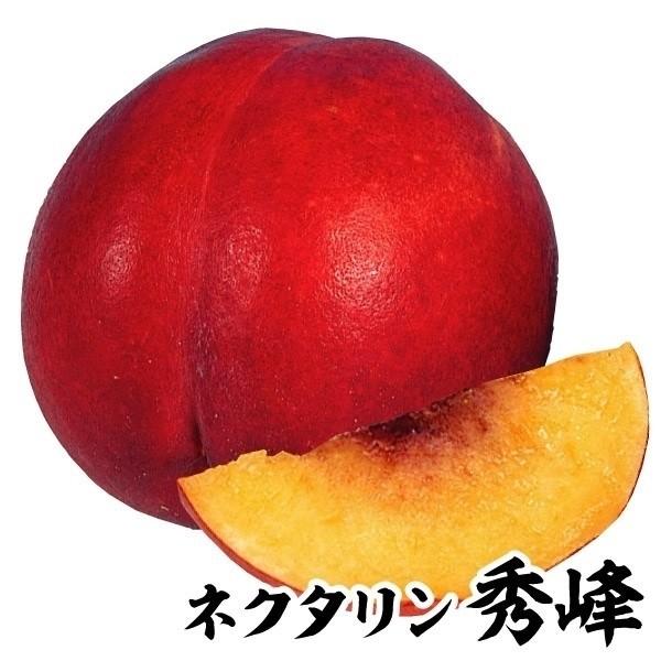 ●商品情報：甘み・味わい濃厚なネクタリンで、ジャム・ジュースにしても最高！●お届け状態：接木1年生根巻苗●分類：落葉樹●実の収穫期：9月上旬●耐寒性：強/寒冷地でも地植えOK●日照：日なた●栽培適地：庭・鉢●栽培ポイント：1本で実る