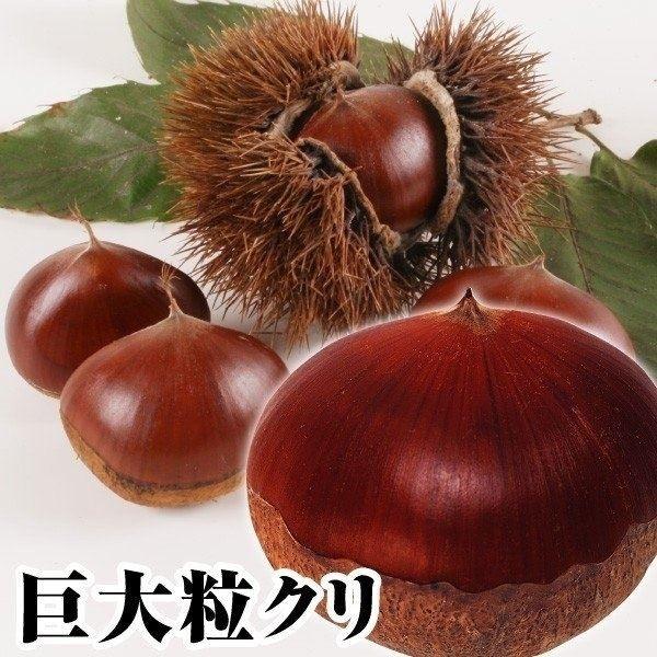 ●商品情報：最大果重80g(平均40g)!! 最大果幅8cmにもなるクリは実に見事です。しかも驚くほどに甘〜くホクホクで、最高の味わいです!※多めに摘果した場合のみ最大80gになります摘果しない場合は平均40gです。1つのイガには一粒の栗し...