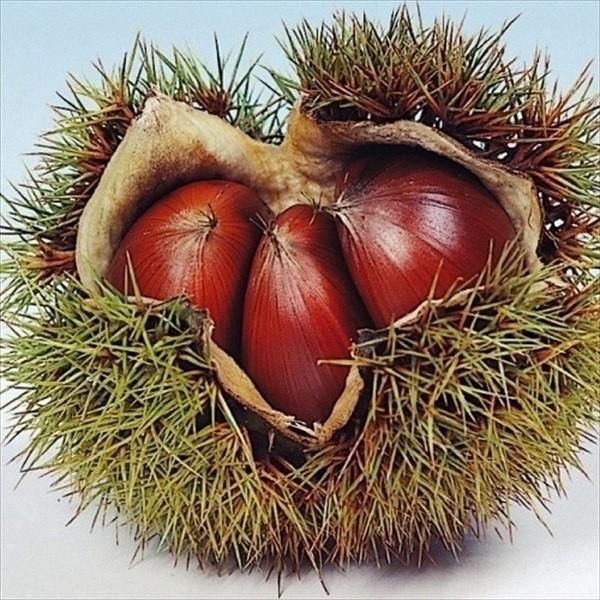 ●商品情報：大粒品種(約25g)の中でも特に大きく(30〜35g)、そして抜群に甘いクリ!●お届け状態：接木1年生根巻苗●分類：落葉樹●生長後の樹高(約)：3〜4m●実の収穫期(約)：10月中旬●耐寒性：強/寒冷地でも地植えOK●日照：日な...