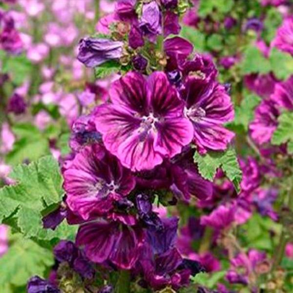 ●商品情報：花はハーブティーに使われ、お湯を注ぐと青色に変化します。若葉は炒め物やサラダで食べられます。●お届け状態：種子●備考：播種や植え付け後の栽培条件、天候等によりその結果が異なることがありますが、弊社の責と考えられる結果不良の責めは...