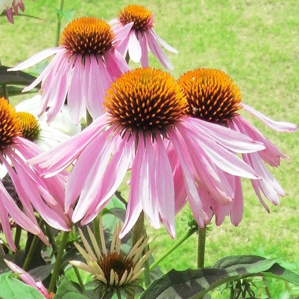 ●商品情報：食べられるお花「エディブルフラワー」。ハーブティーにすると様々な風味が楽しめます。花びらは飾り付けでそのまま食べられます！●お届け状態：種子●備考：播種や植え付け後の栽培条件、天候等によりその結果が異なることがありますが、弊社の...