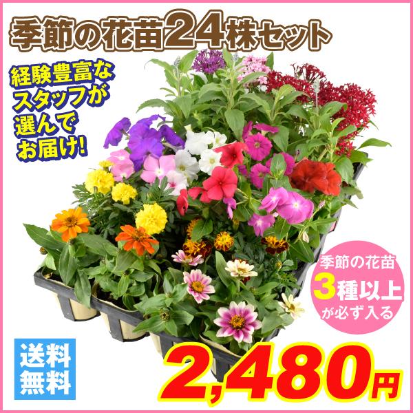 ●お届け状態ポット苗●セット内容季節の花苗3種以上、24ポット●備考※お届けイメージです。セット内容とは一部異なる場合があります。春夏(4月〜9月)： ベゴニア、ペチュニア、サルビア、マリーゴールド、ポーチュラカ、インパチェンス、日々草、芝...