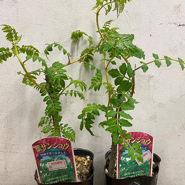 商品情報大阪府の国華園和泉本店では全国各地の市場や生産地から入荷した新鮮な花や切花・観葉植物等を特別価格で販売中です。入荷したての商品の中から担当者がオススメの花色や品種を厳選して発送します。備考※画像は撮影時のものやイメージです。実際にお...