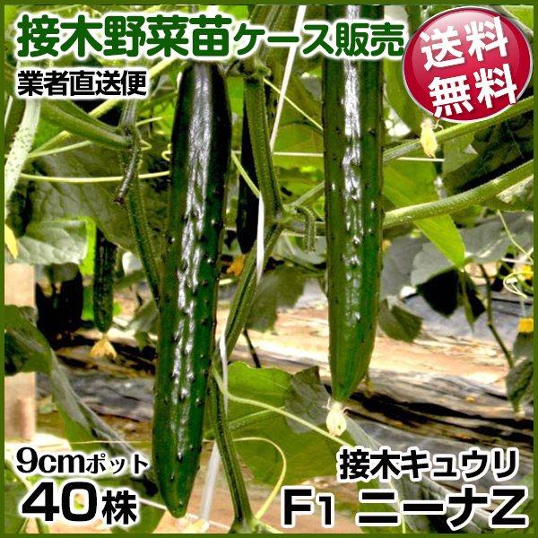 ●商品情報：ウドンコ病、褐斑病に対して強い耐性を持ちべと病にも強く育てやすい。節成性が高く、分枝性も良い。終始果形が安定し、肥大性が良い。高品質で秀品率が特に高く収量が多い。食味良好。●お届け状態：接木9cmポット苗 40株入り●果長（約）...