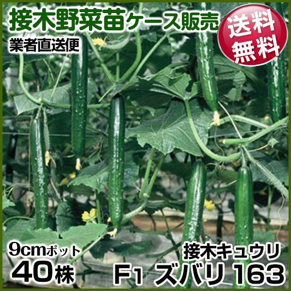 ●商品情報：光沢のある果実は果長21cm程度で、尻細りや尻太果の発生が少なく、果形の安定性に優れるハウス栽培向け品種です。幅広い作型で評価が高い人気品種です。●お届け状態：接木9cmポット苗 40株入り●果長（約）：21cm
