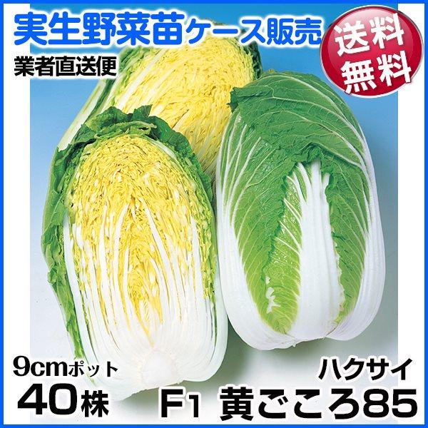 ●商品情報：生理障害の発生が少ない「黄ごころ」シリーズの中生85日タイプ●お届け状態：実生9cmポット苗 40株入り●果重／果長：―