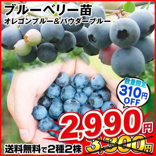 ●セット内容：オレゴンブルー 挿木3年生苗 1株 、パウダーブルー 挿木3年生苗 1株 ●商品情報：担当者オススメのラビットアイ系お買得ブルーベリー。オレゴンブルー：中〜大粒の果で甘味が強く美味。中生。直立性。観光農園では１番人気! パウダ...