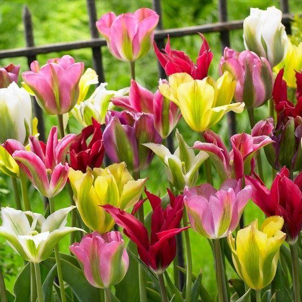 ●学名・英名：Tulipa●分類： ヴィリディフローラ Viridiflora●商品情報：ほぼ同時開花するチューリップミックス。ヴィリディフローラは花弁に緑の筋が入るユニークなチューリップです。 ユリ科。●お届け状態：球根 (開花見込みサイ...