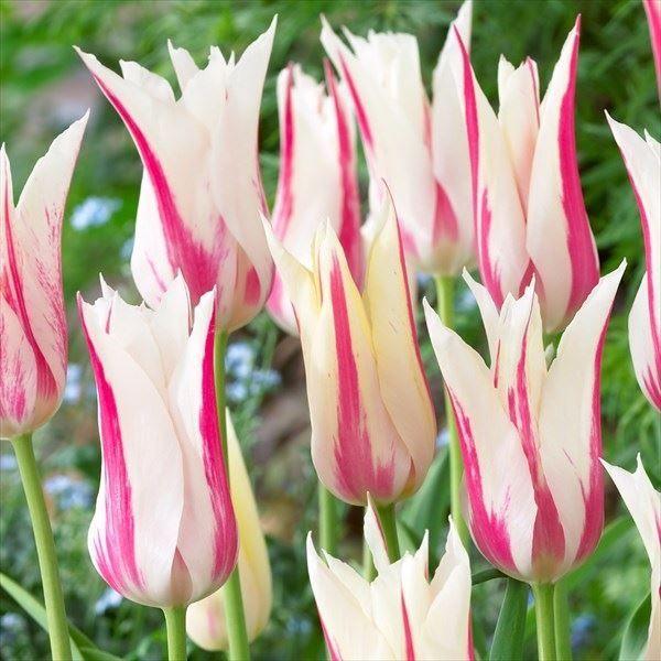 ●学名・英名：Tulipa Marilyn●分類：ユリ咲き Lily-flowered●商品情報：白地に赤いストライプ模様が入るゆり咲チューリップの人気品種。ユリ科。●お届け状態：球根 (開花見込みサイズ)※球根によってサイズが若干異なる場...