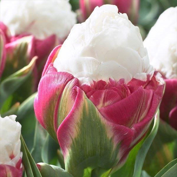 ●学名・英名：Tulipa Ice Cream●分類：八重遅咲き Double Late●商品情報：もこもことした姿は、まるでアイスクリームのよう!  花弁が紅紫色と白色の2色に分かれる八重咲きの可愛いチューリップの球根。ユリ科。●お届け状...