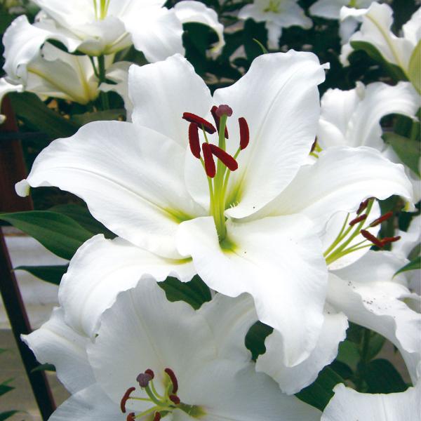 ●学名・英名：Lilium Signum●商品情報：カサブランカより大きい超巨大輪ユリ。芳香あり。●お届け状態：球根●開花期：6-7月●草丈：高(120cm-)●耐寒性：強●日照：半日陰●栽培適地：庭・鉢・切花●注意事項：※商品画像は開花後...