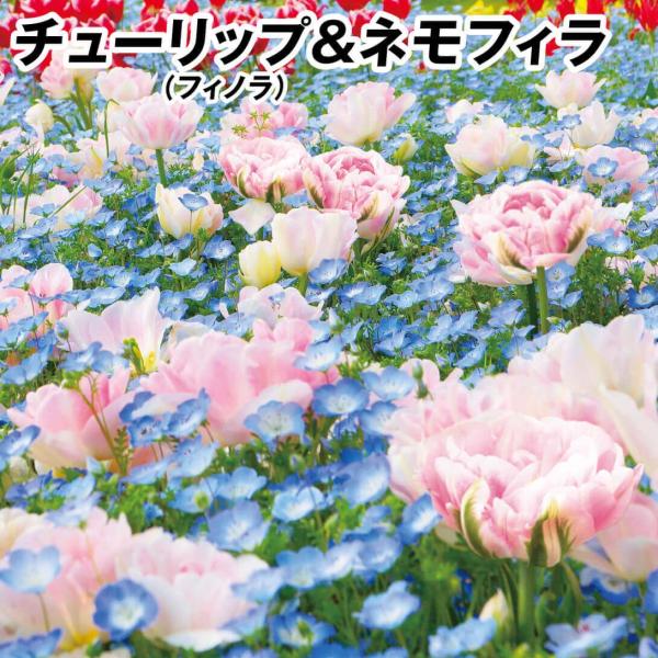 セット内容チューリップ 球根 フィノラ 20球ネモフィラ 種 2袋(1袋400mg)●商品情報人気者同士のチューリップとネモフィラのセット!チューリップの足元で、花壇を明るいブルーに彩ってくれるネモフィラは、寄せ植えに最適です。フィノラは大...